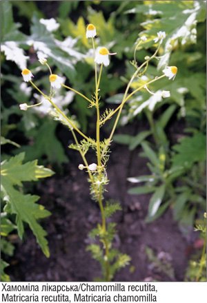 ХАМОМІЛА ЛІКАРСЬКА | Фармацевтична енциклопедія