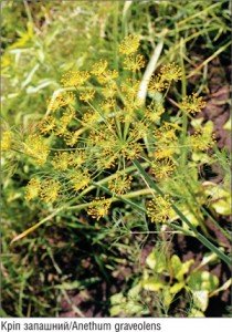 КРІП ЗАПАШНИЙ | Фармацевтична енциклопедія