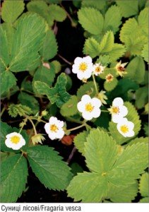 СУНИЦІ | Фармацевтична енциклопедія